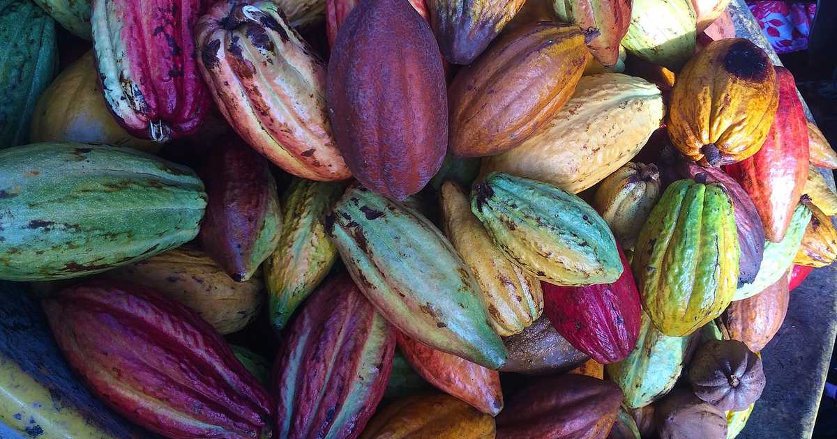 Koko Samoa | Just Kai